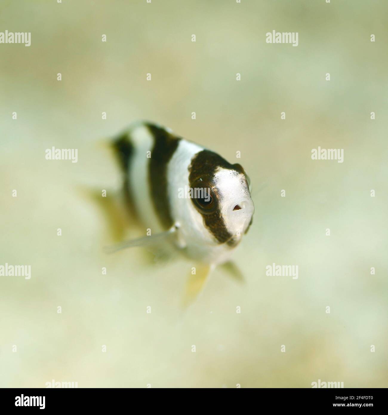 Black-banded Damsel (Amblypomacentrus breviceps). Triton Bay, West ...