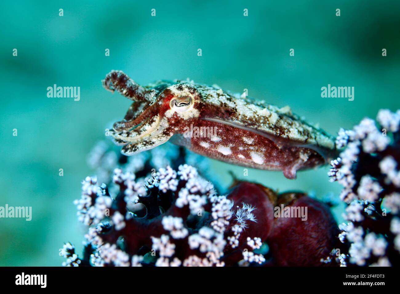 Juvenile Broadclub Cuttlefish (Sepia latimanus, aka Reef Cuttlefish ...