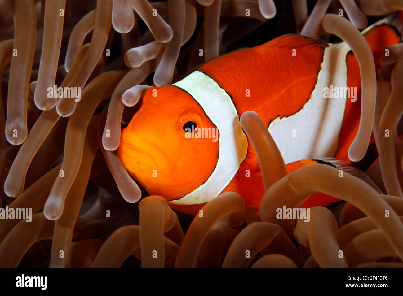 Clown Anemonefish (Amphiprion ocellaris, aka Ocallaris Clownfish) in ...