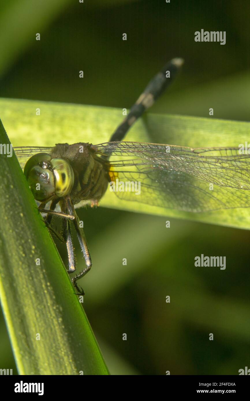 Full body shot of a green dragonfly with a long tail Stock Photo - Alamy