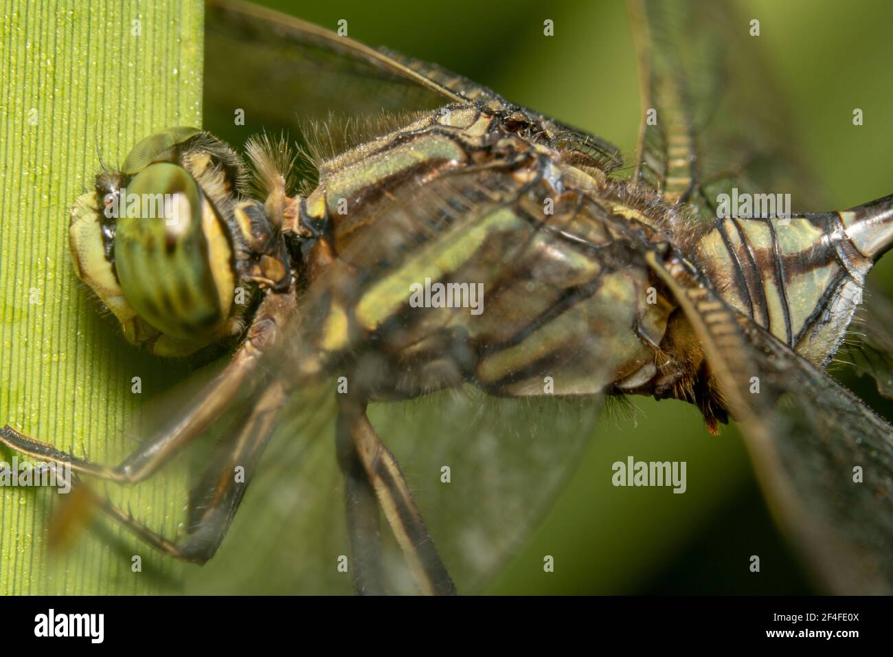Bugs In Green Background High Resolution Stock Photography and Images ...
