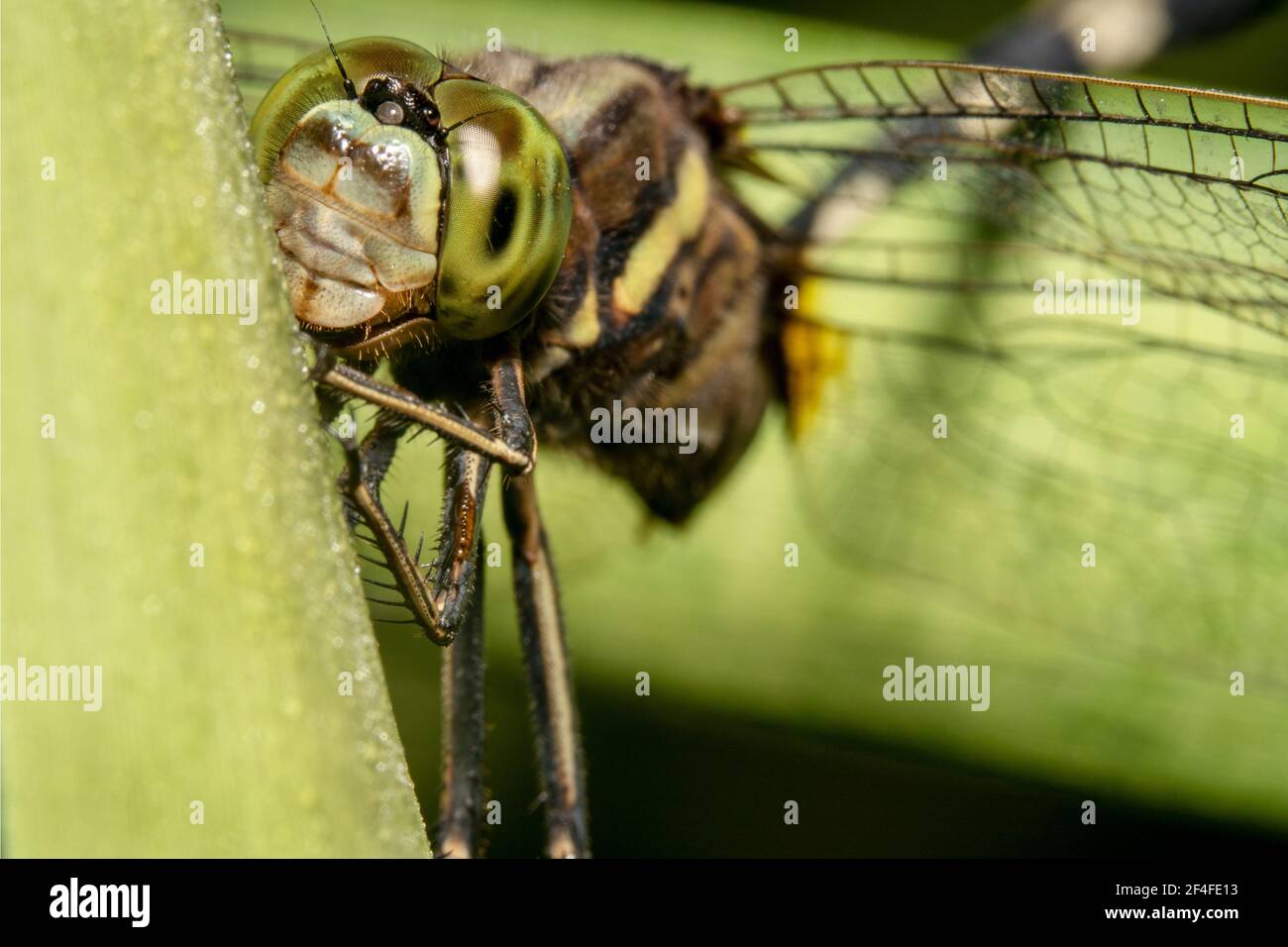 Half body shot hi-res stock photography and images - Alamy