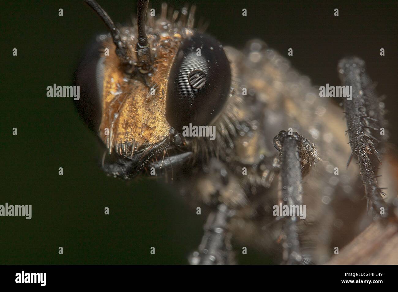 Australian insects hi-res stock photography and images - Alamy
