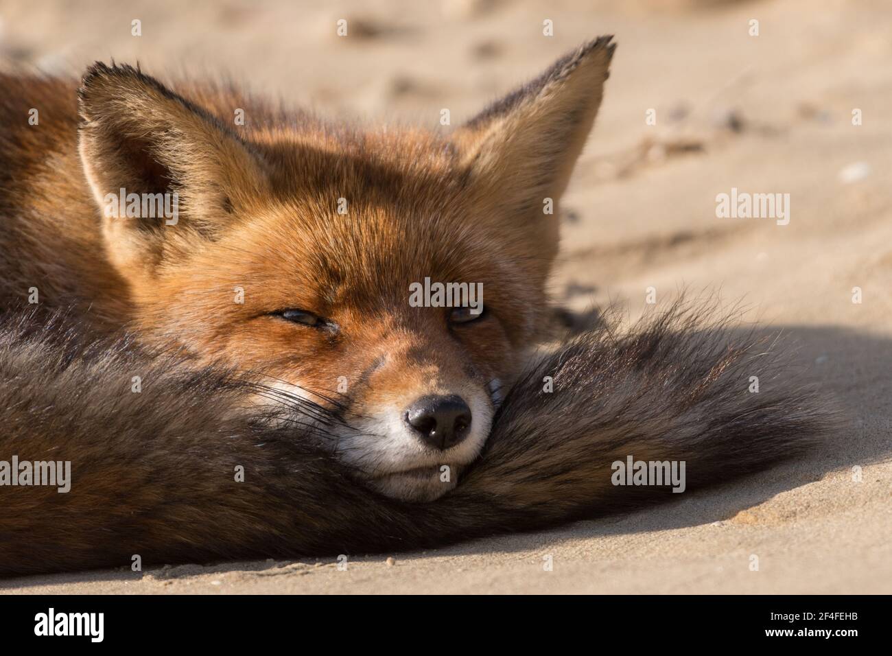 Fox lay down hi-res stock photography and images - Alamy