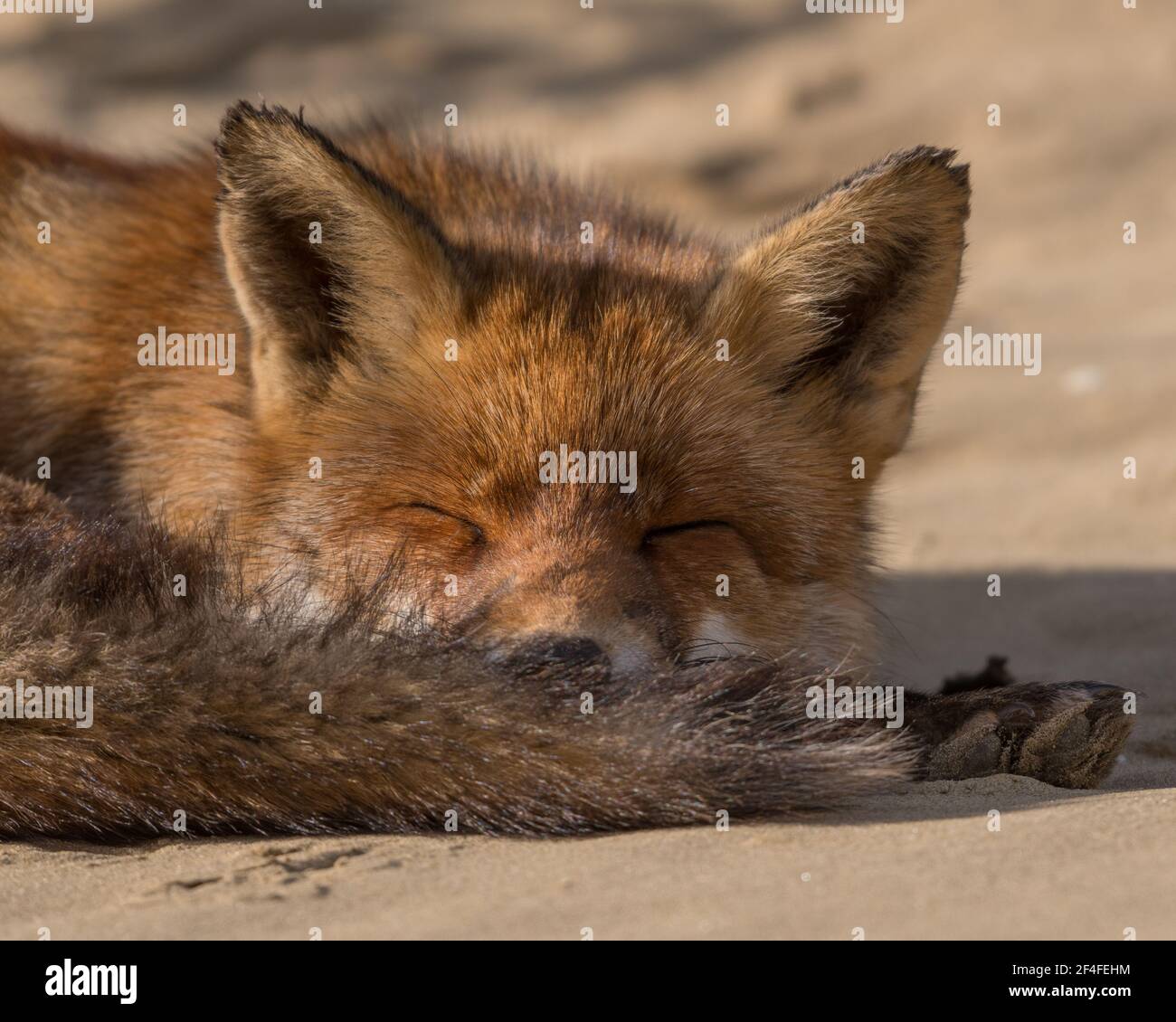 Time for a nap! This fox lay down to take a nap. Sleeping fox in the ...