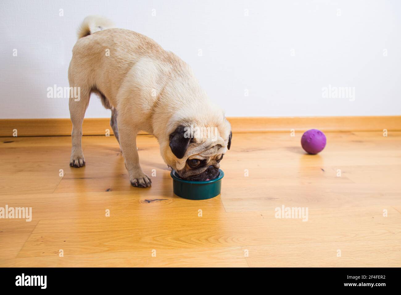 The cute pug is getting ready to eat deliciously Stock Photo - Alamy