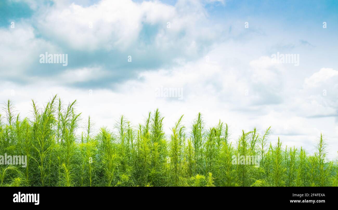 Natural green trees and bush on blue sky background with white puffy ...