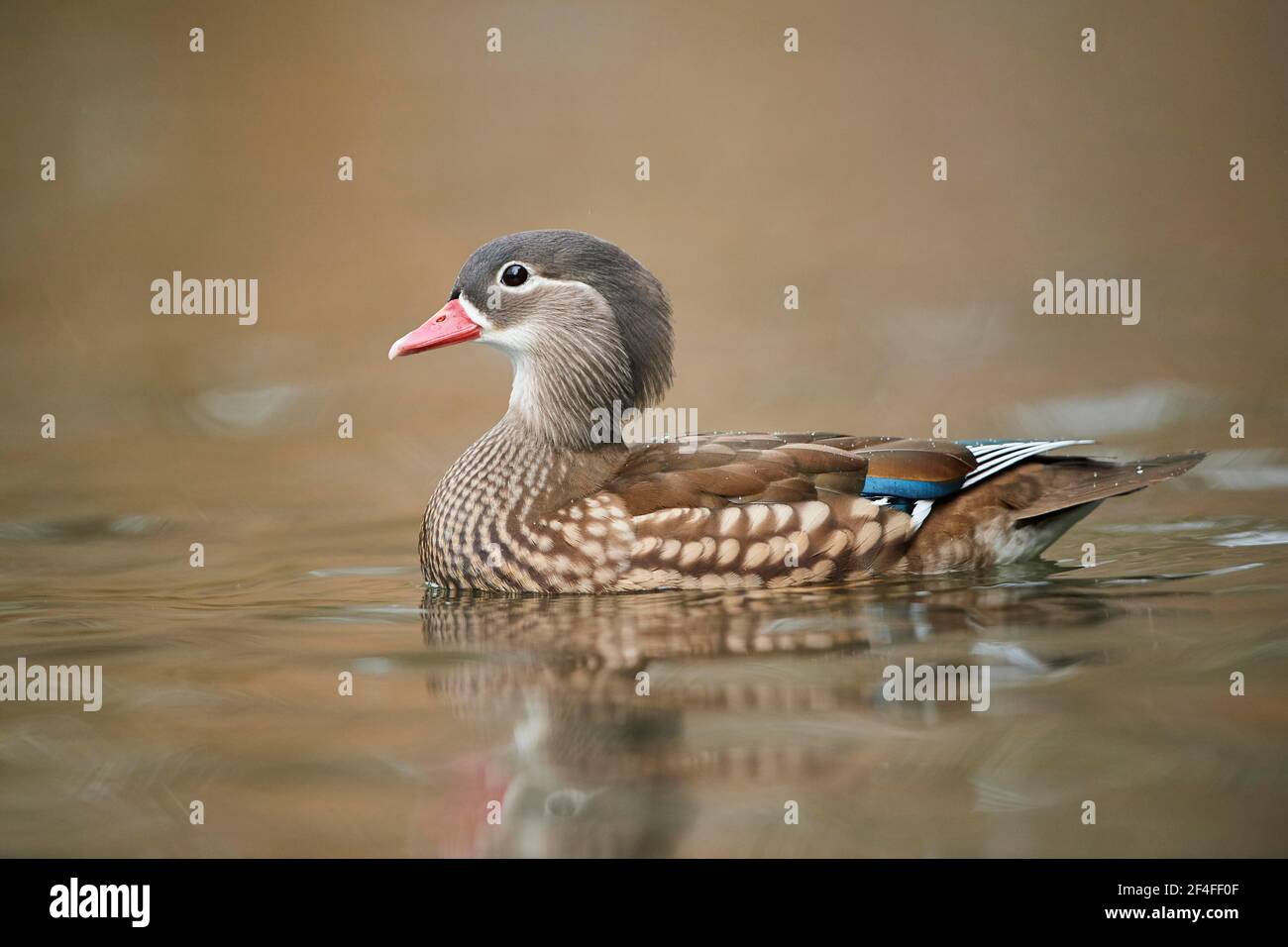 Mandarin duck (Aix galericulata) female, swimming in water, Bavaria ...