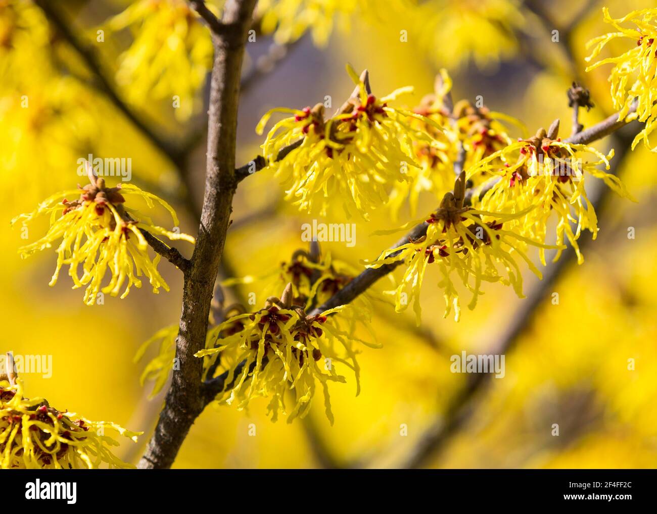 Witch hazel in blossom hi-res stock photography and images - Alamy