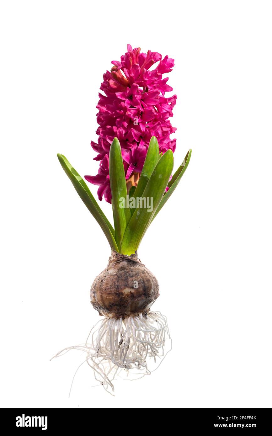 Hyacinthus red background hi-res stock photography and images - Alamy