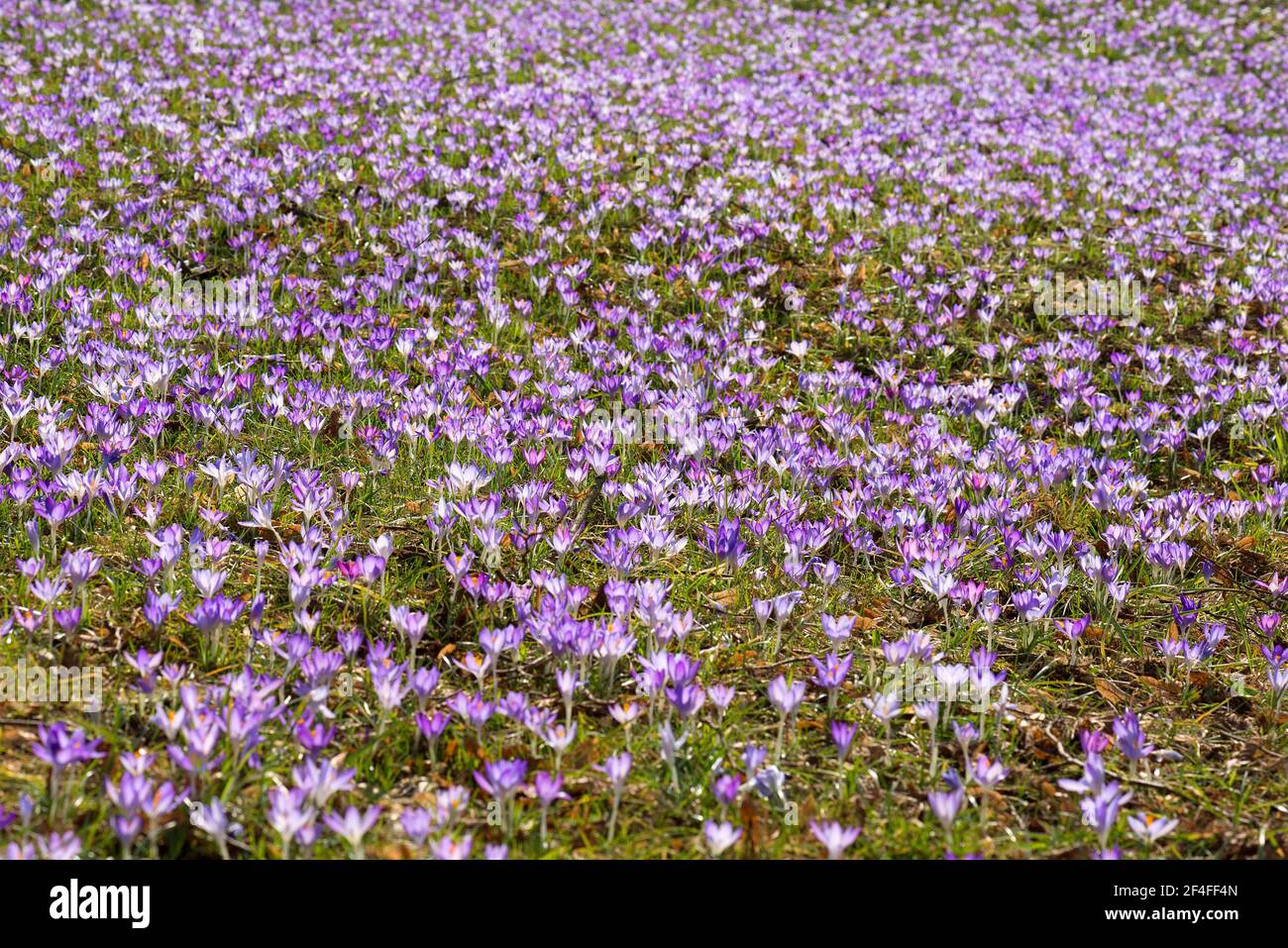 Blooming crocus meadow (Crocus), Bavaria, Germany Stock Photo - Alamy