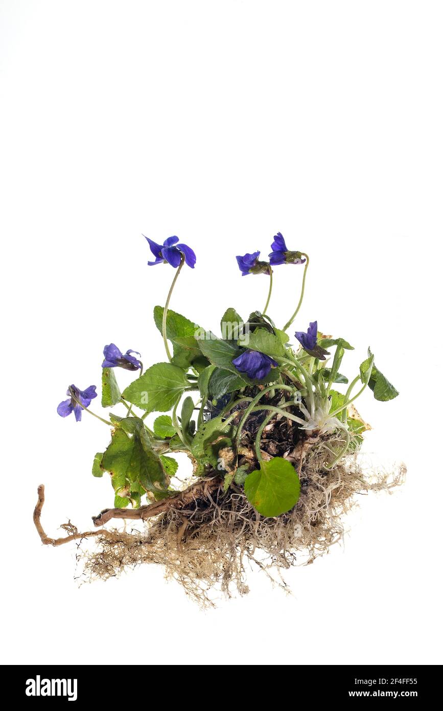 Wood violet (Viola odorata) on white ground, Bavaria, Germany Stock ...