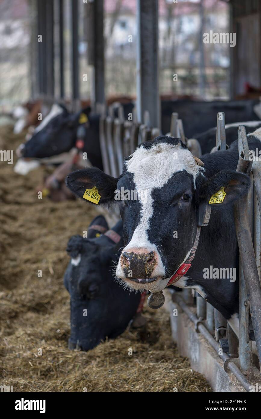 Holstein cow barn hi-res stock photography and images - Alamy