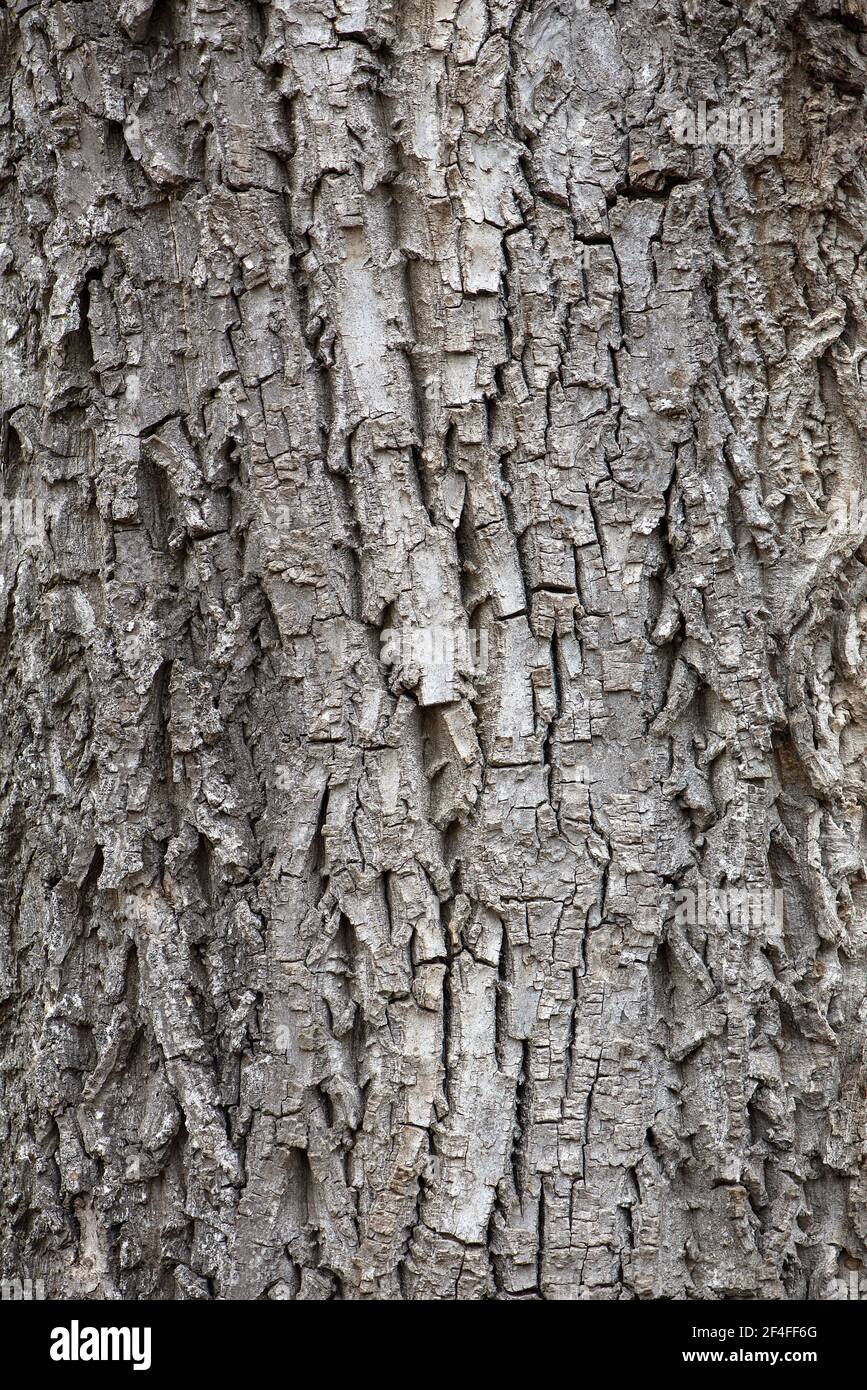 Bark of a real walnut tree (Juglans regia), Bavaria, Germany Stock ...