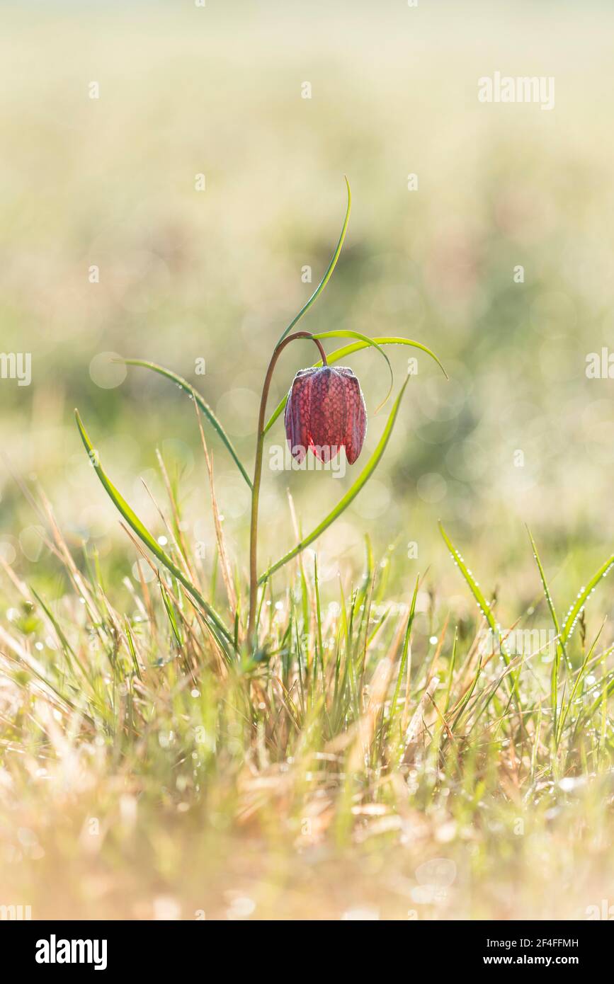 Chess flower, also known as checkerboard flower (Fritillaria meleagris ...