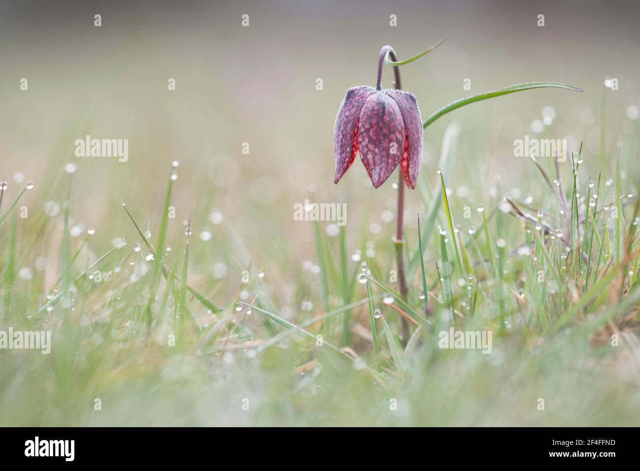 Chess flower, also known as checkerboard flower (Fritillaria meleagris ...
