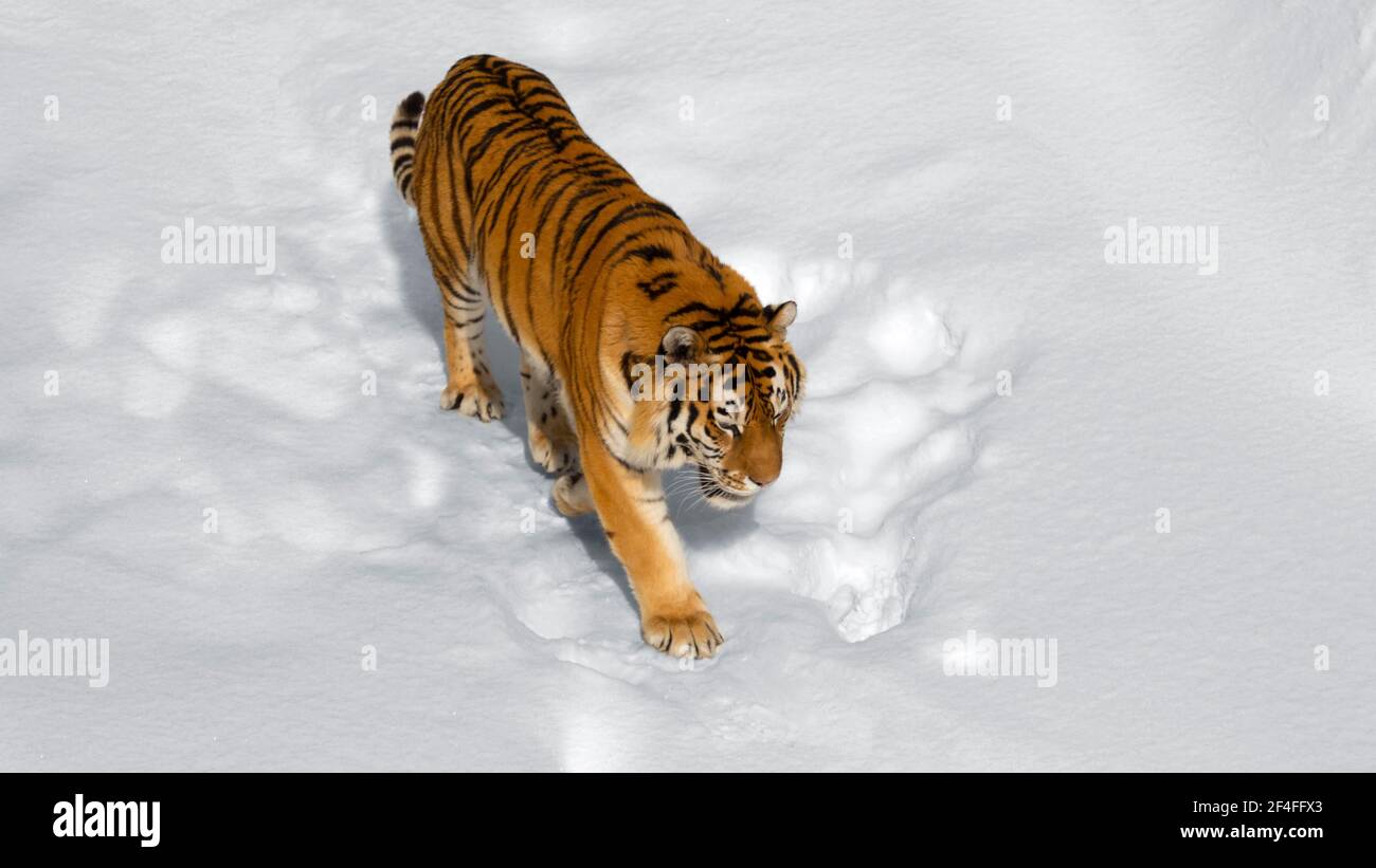 Amur tiger russia hi-res stock photography and images - Alamy