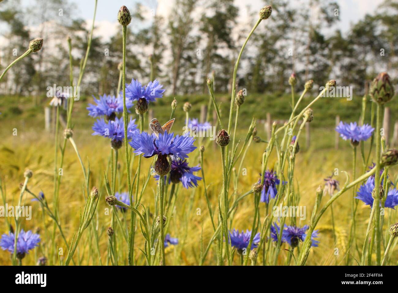 blue cornflowers with a brown argus butterfly in a field margin in the ...