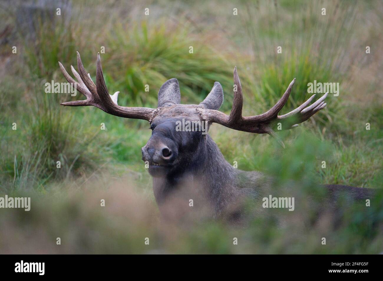 Bull elk face hi-res stock photography and images - Alamy