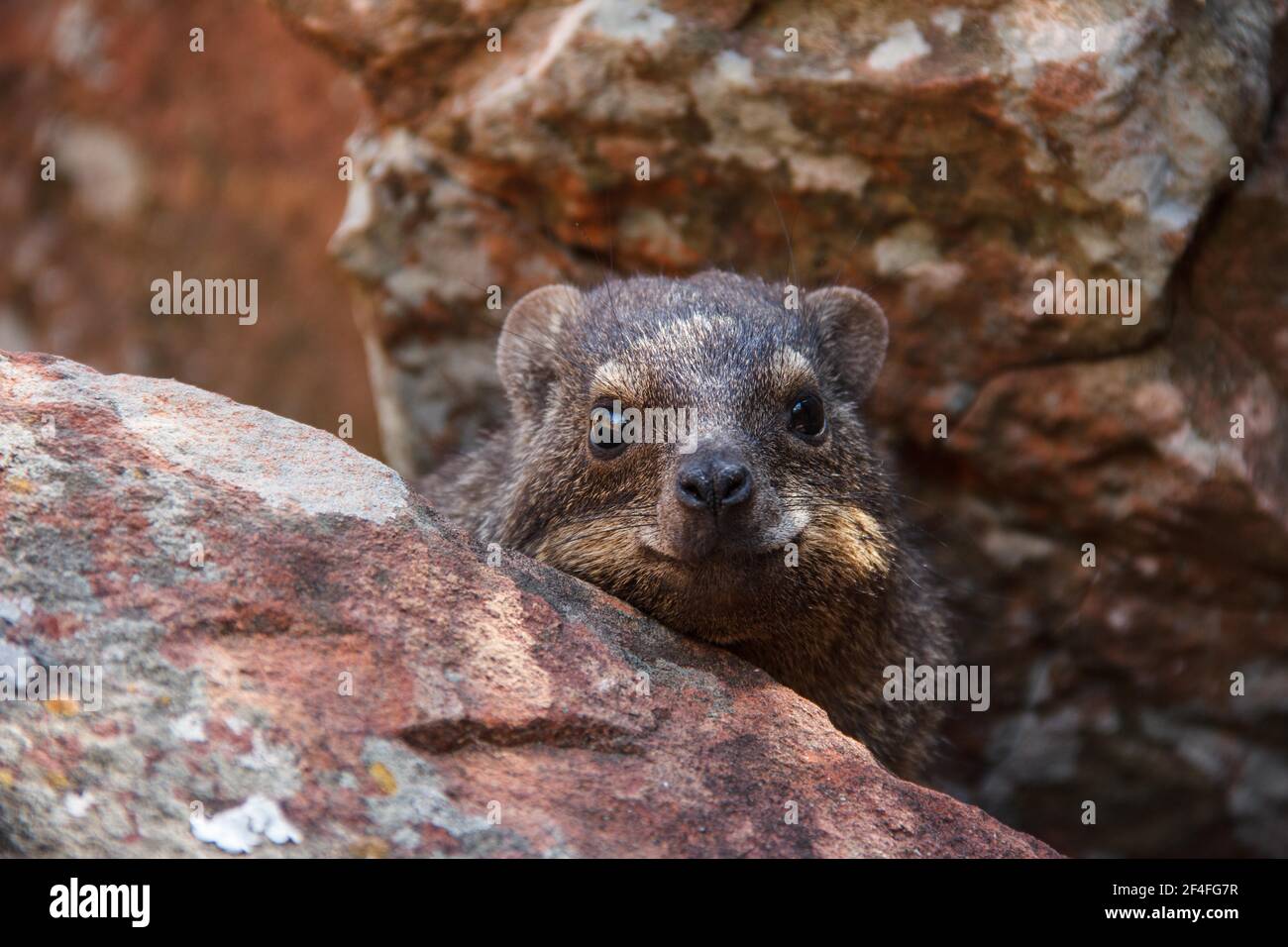 Rock hyrax smile hi-res stock photography and images - Alamy