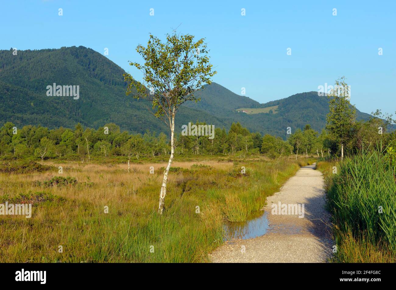 Moorland with birch, morning, July, NSG Kendlmuehlfilzn, Grassau ...