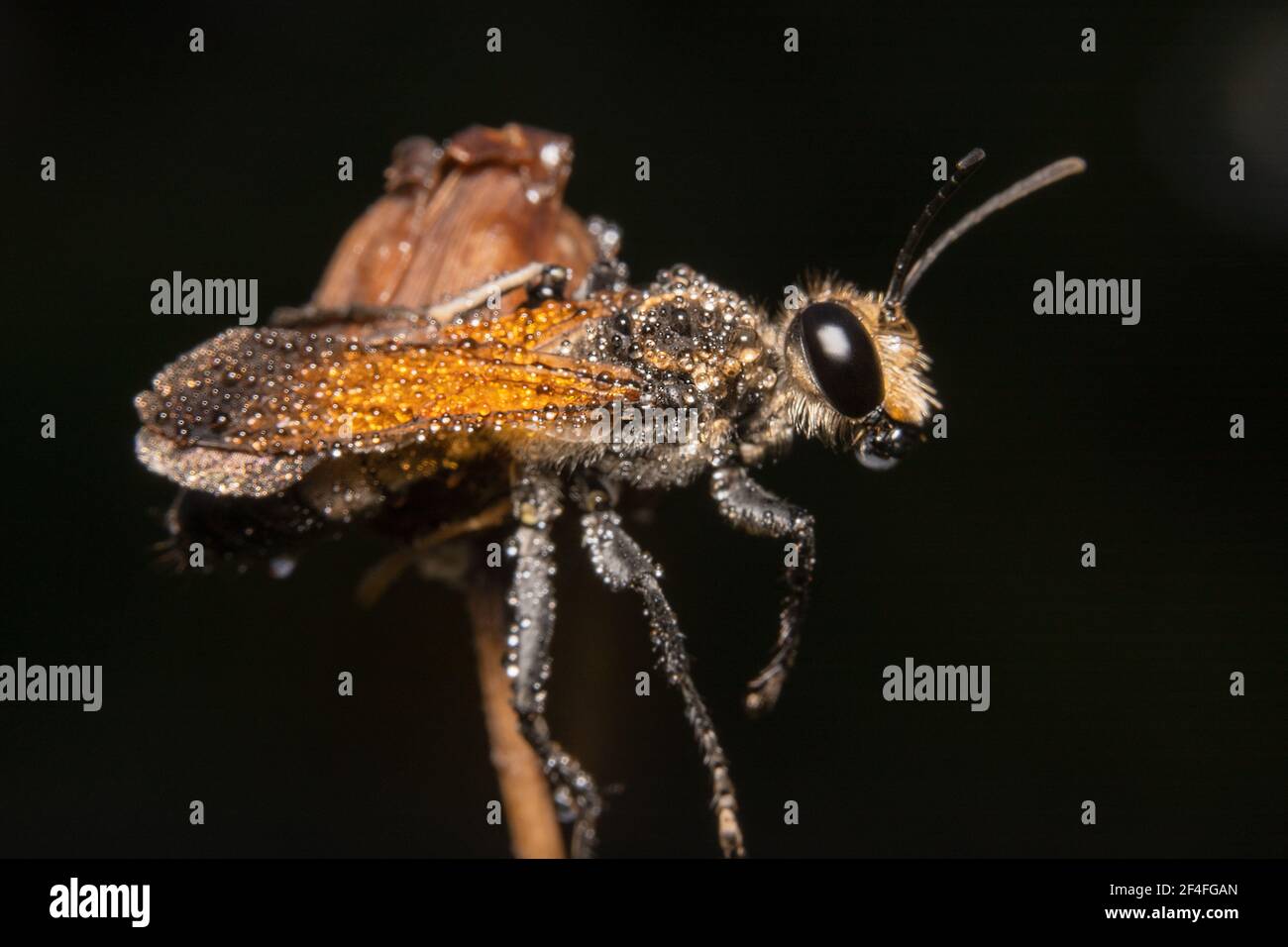 Golden digger wasp with water drops on its body Stock Photo - Alamy