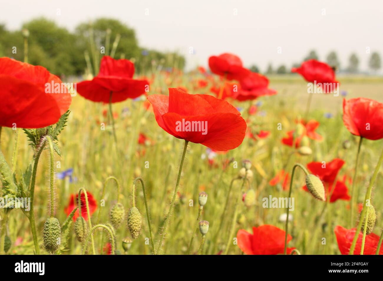 Soldier in a poppy field hi-res stock photography and images - Alamy