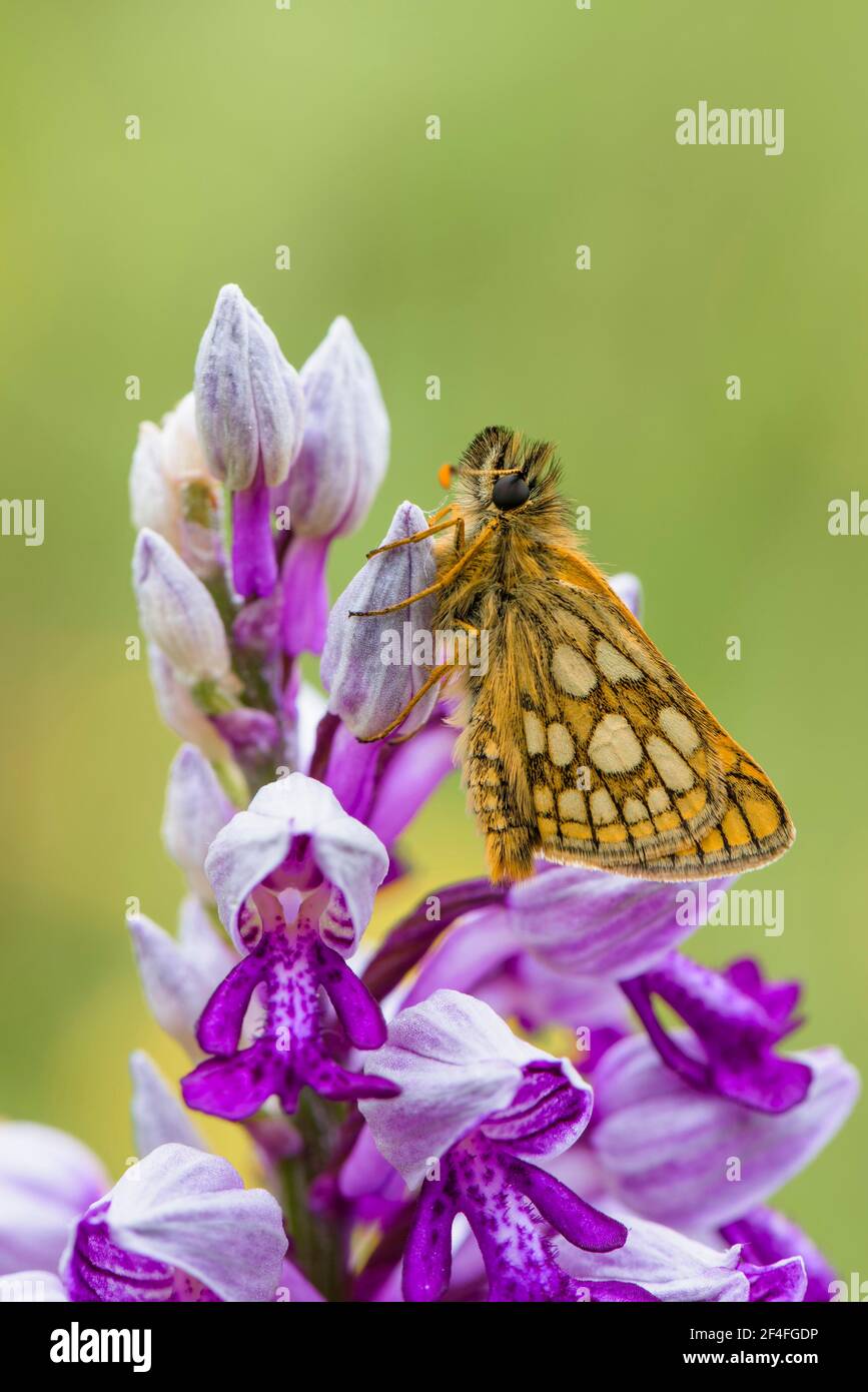 Chequered skipper (Carterocephalus palaemon), Aalfeld, Lower Saxony ...