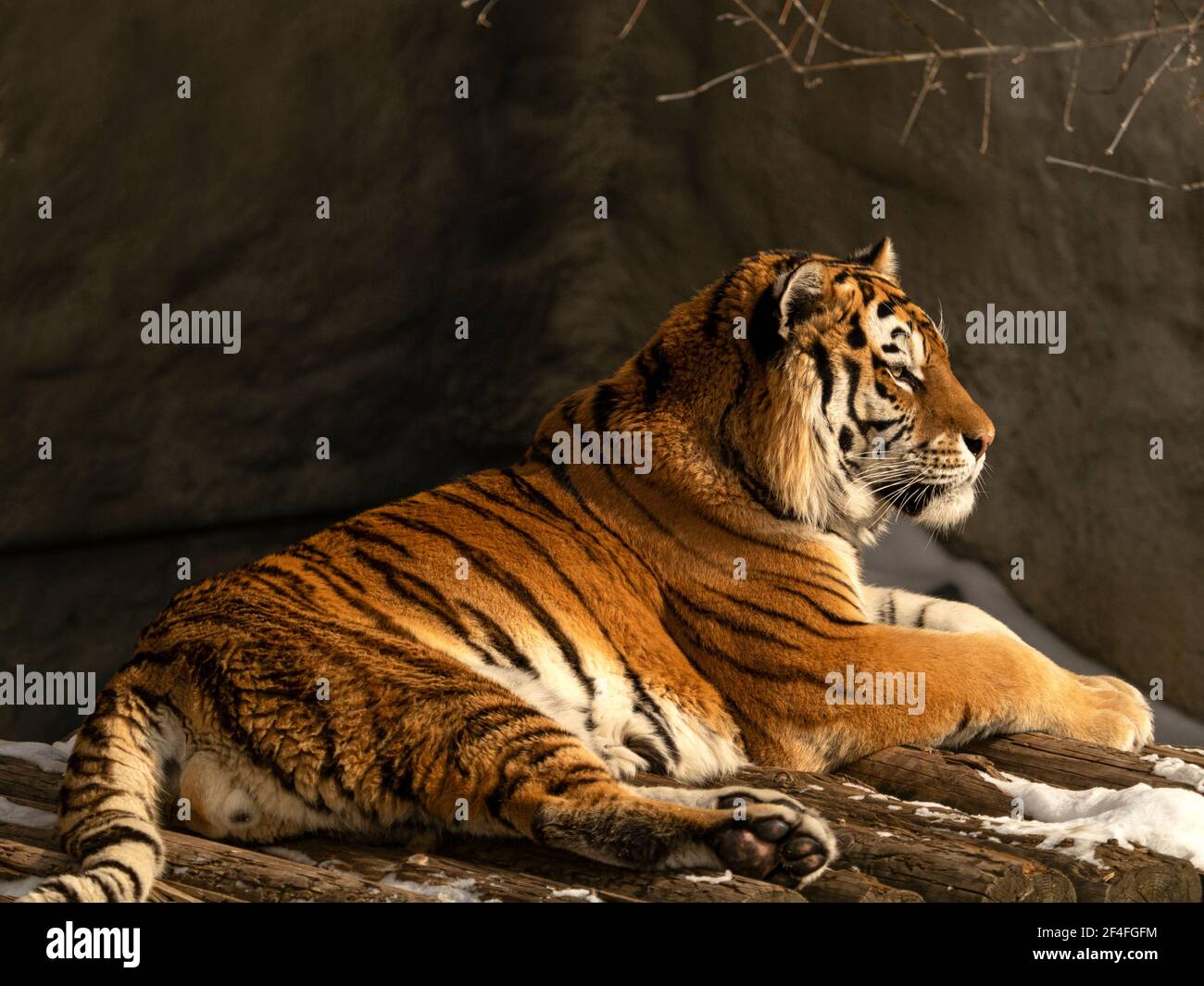 The Amur tiger is resting after a hunt. He lies and bask in the spring ...