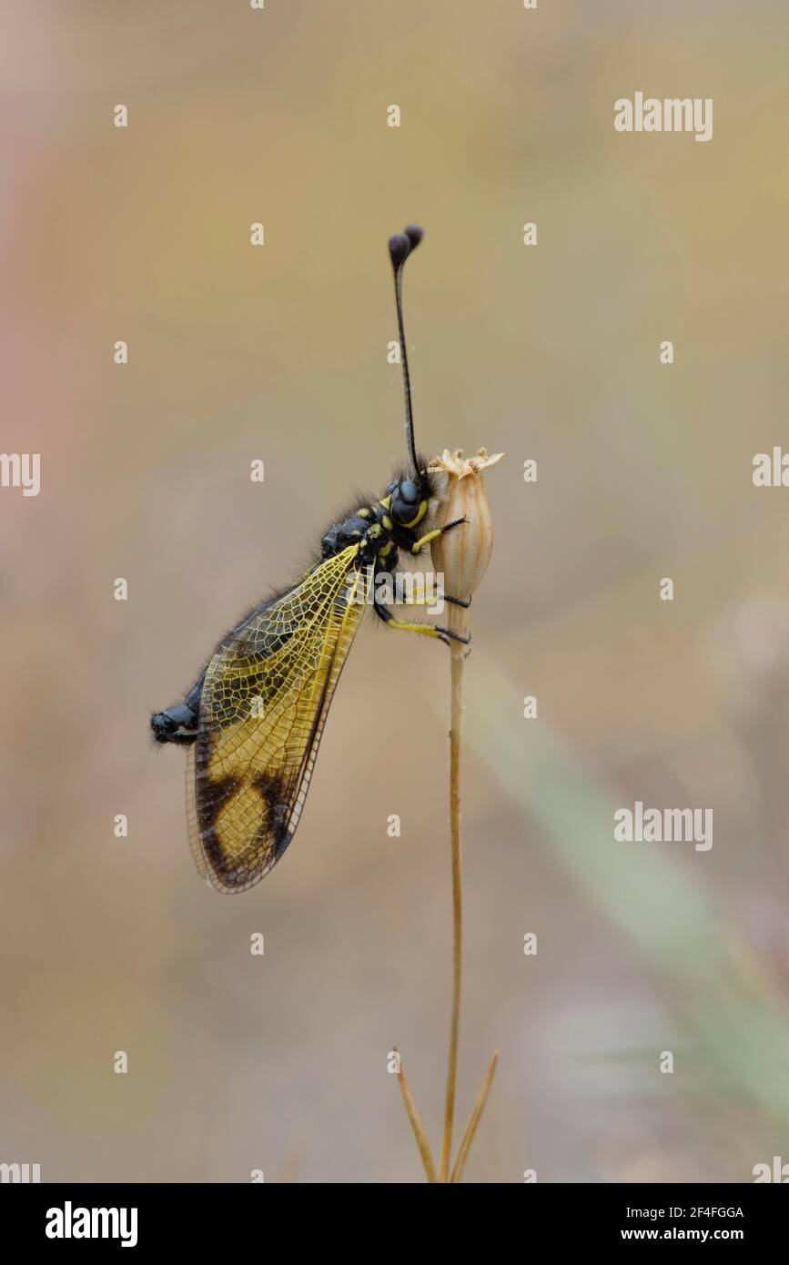 Crete insect hi-res stock photography and images - Alamy