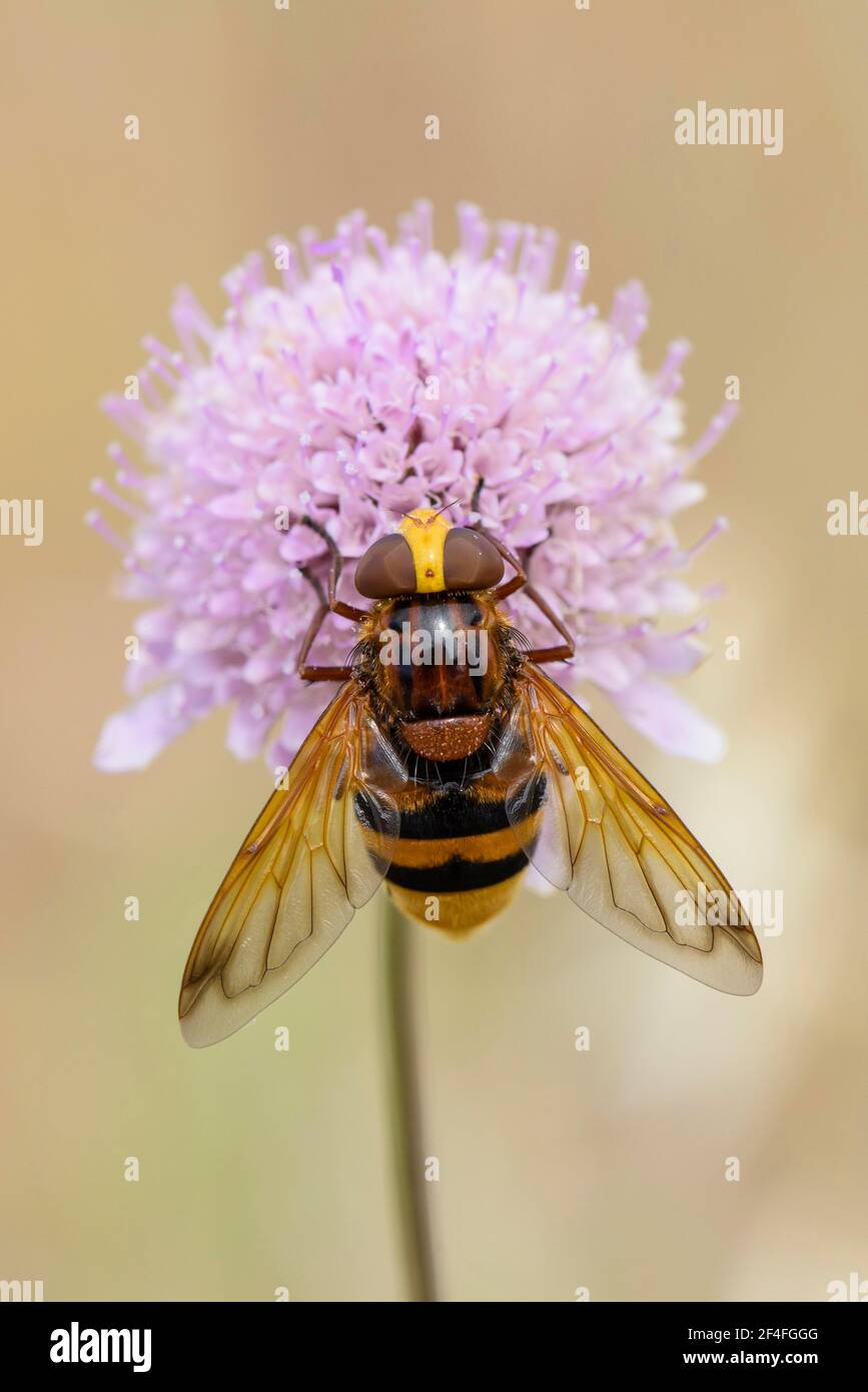 Hornet Mimic Hoverfly (Volucella zonaria), Crete, Greece Stock Photo ...