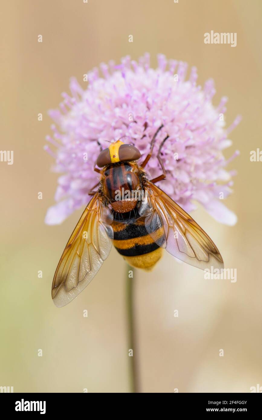 Hornet feed hi-res stock photography and images - Alamy