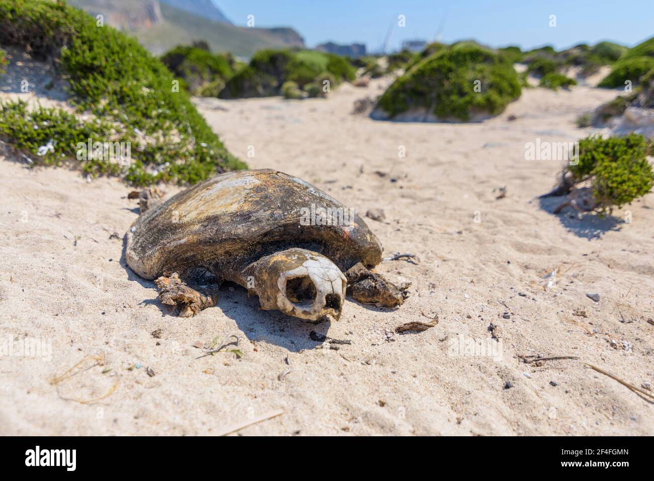 Loggerhead sea turtle (Caretta caretta), Crete, Greece Stock Photo - Alamy