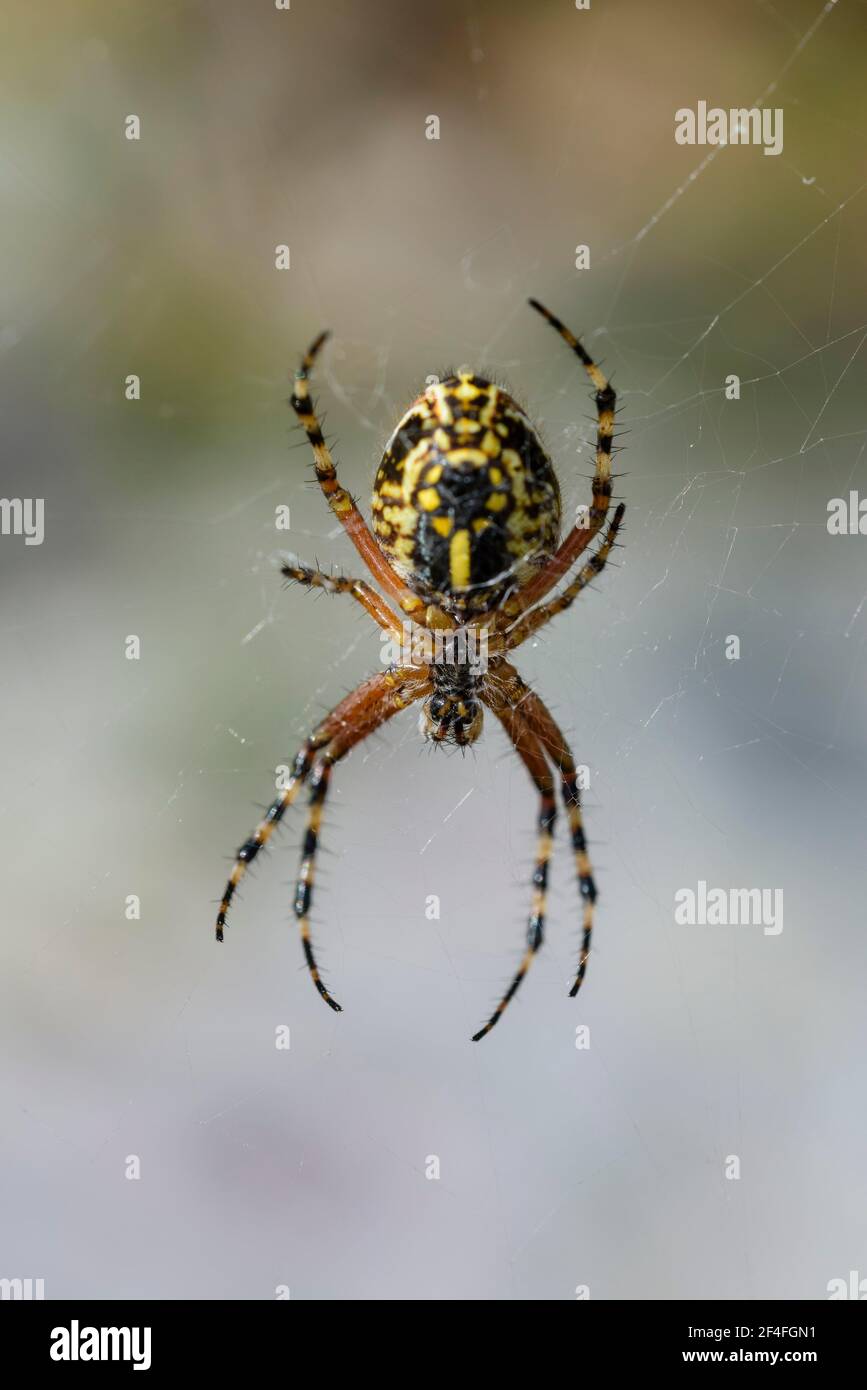 Oak spiders hi-res stock photography and images - Alamy