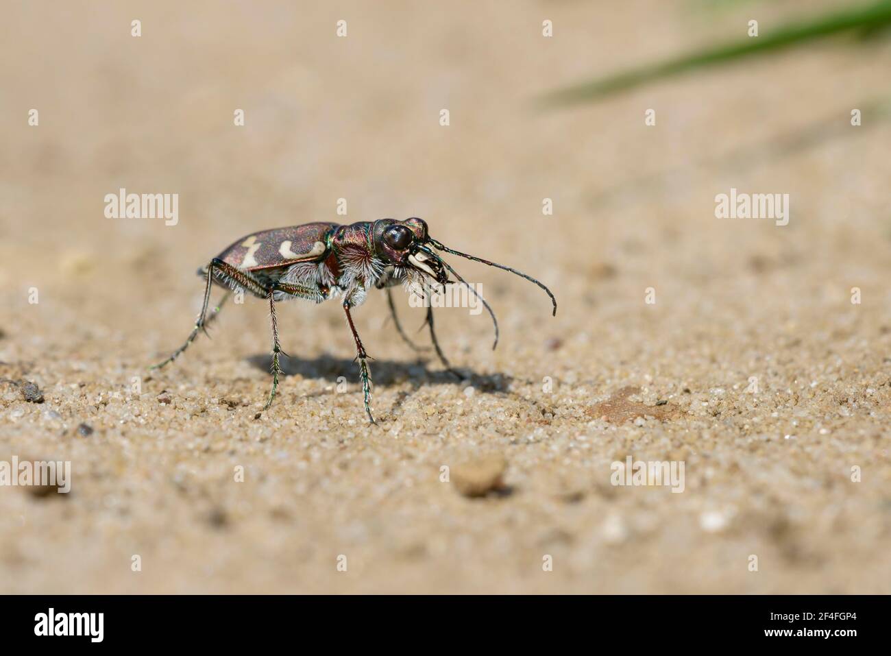 Dune beetle hi-res stock photography and images - Alamy