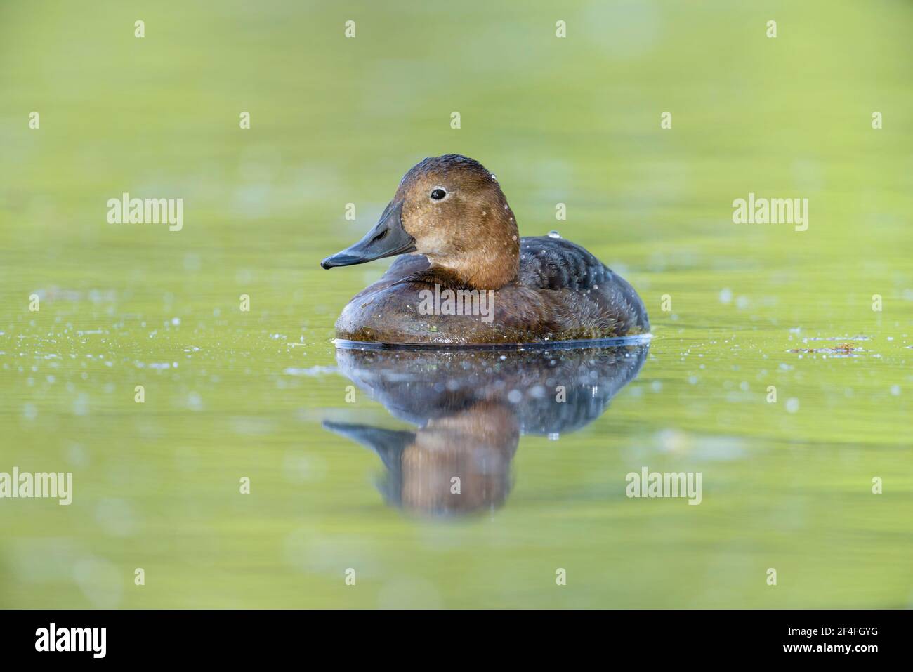 Female pochard (Aythya ferina), Bavaria, Germany Stock Photo - Alamy