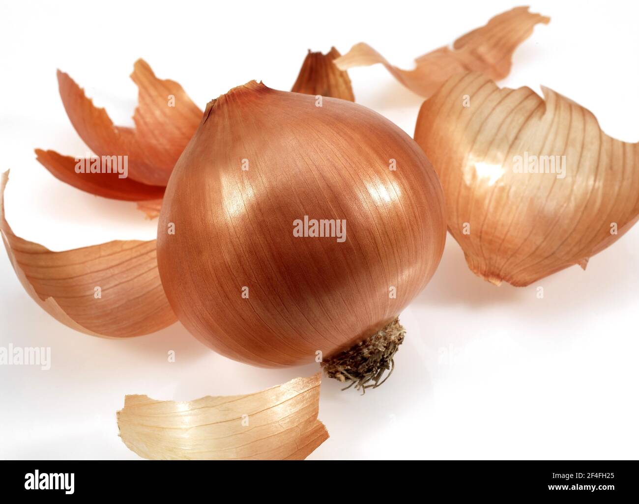 Onion, Common onions (allium cepa), Leek family, Onion, cut out Stock ...