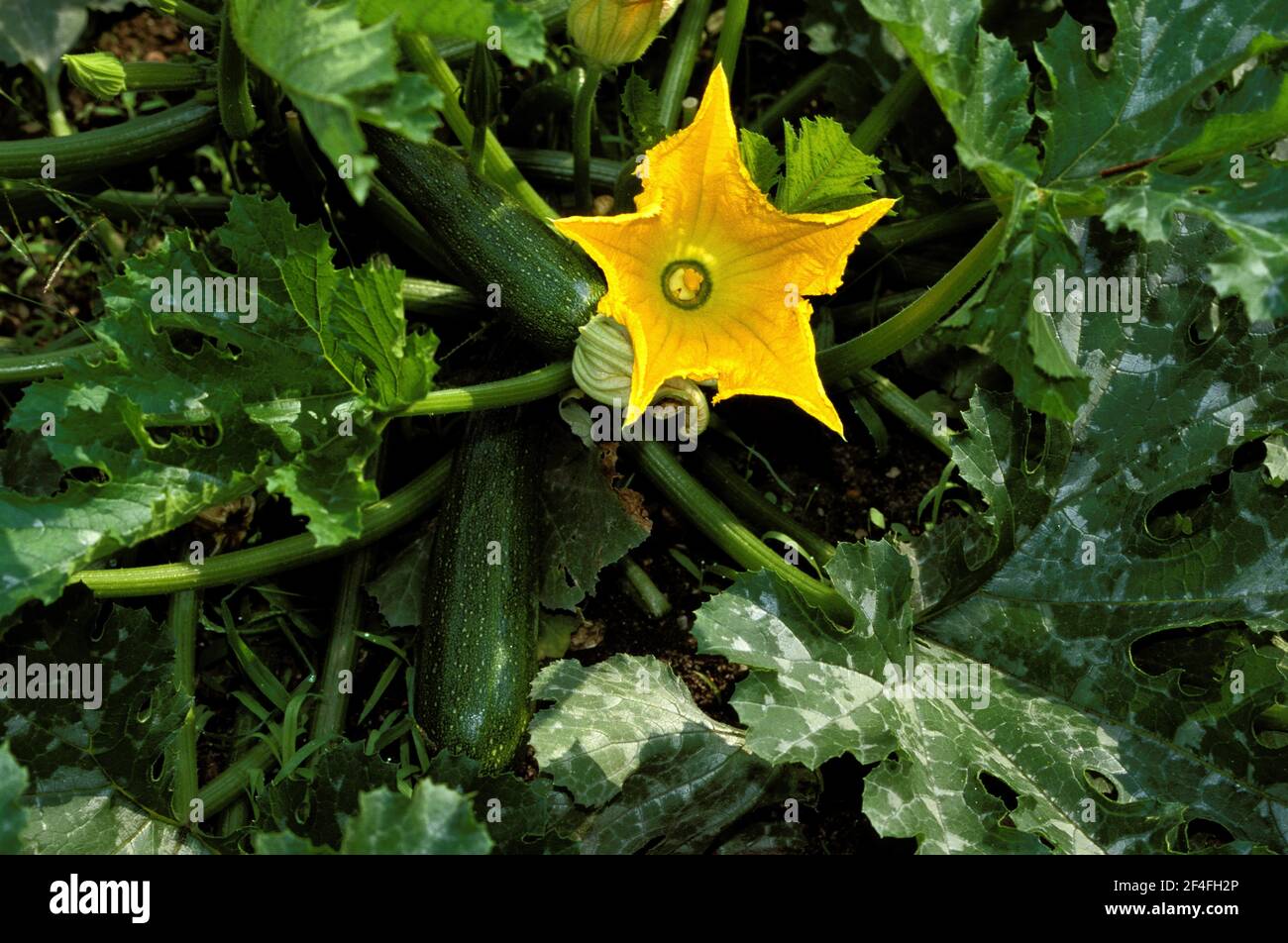 Long zucchini hi-res stock photography and images - Alamy