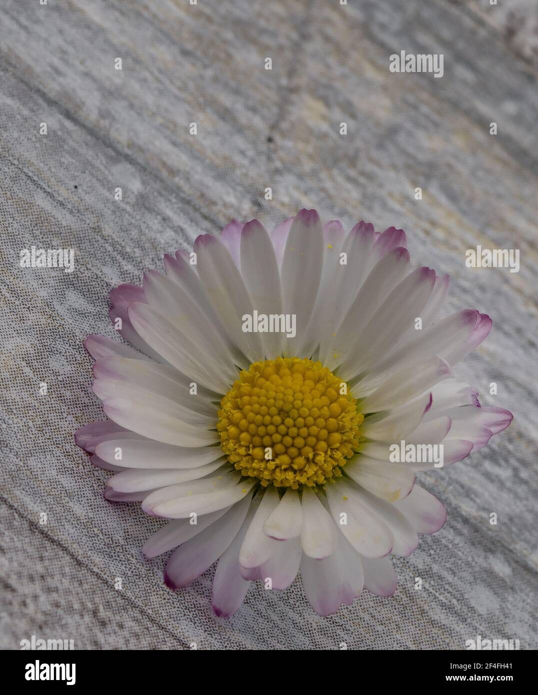 Photo of single daisy flower hi-res stock photography and images - Alamy
