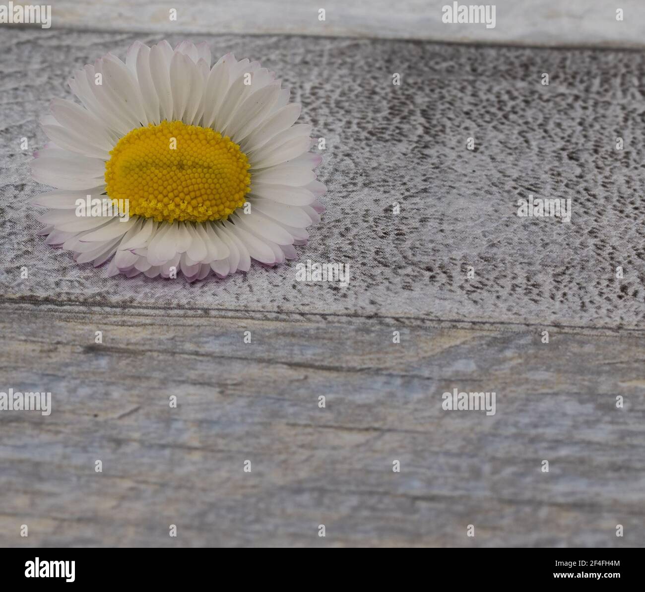 Photo of single daisy flower hi-res stock photography and images - Alamy