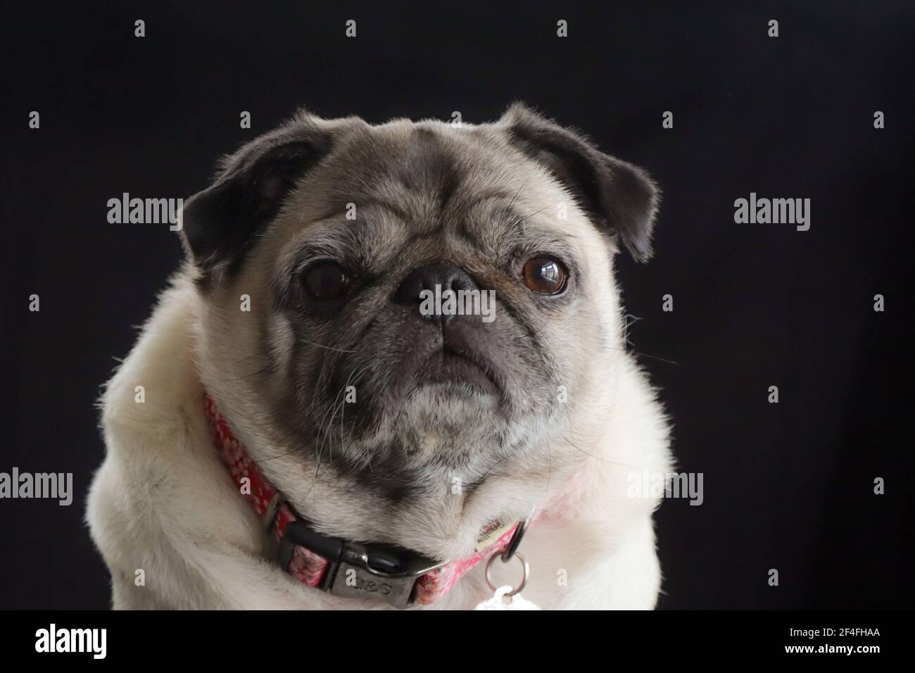 Female Pug pictured against a black background Stock Photo - Alamy