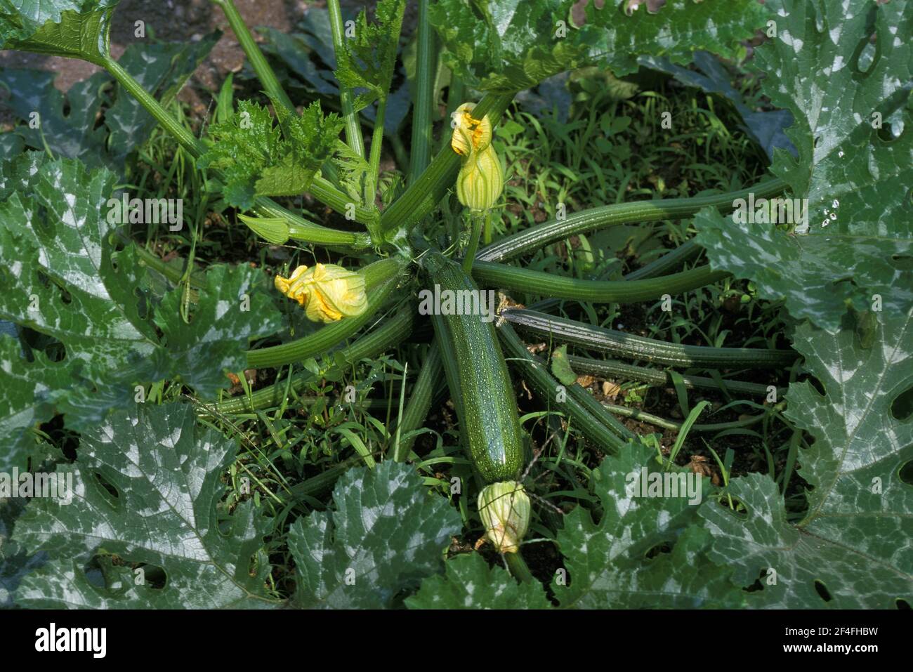 LONG ZUCCHINI OR COURGETTES Stock Photo - Alamy