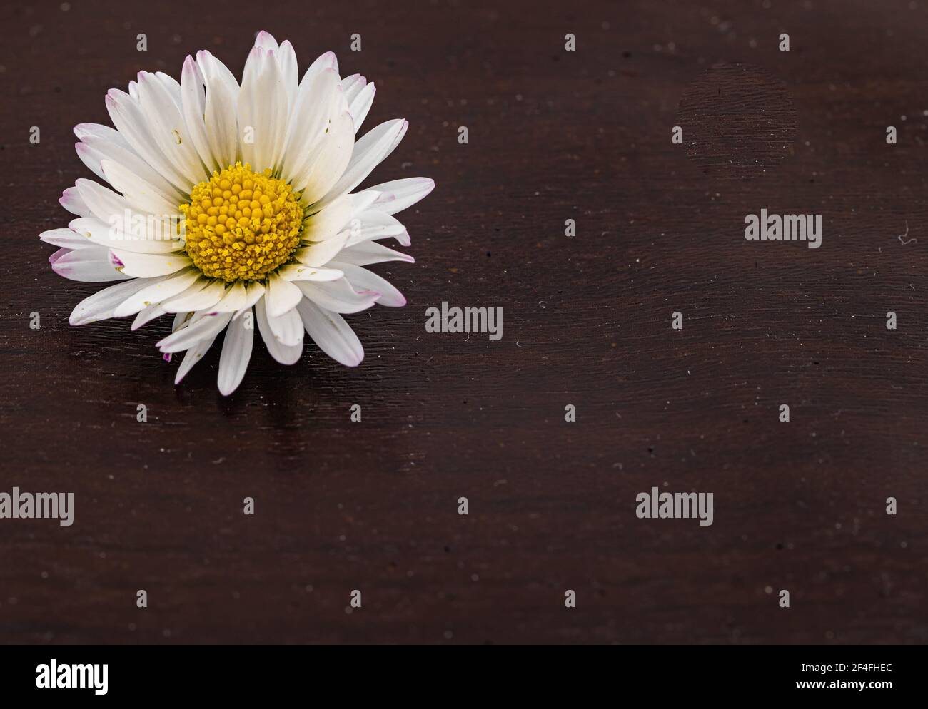 Photo of single daisy flower hi-res stock photography and images - Alamy