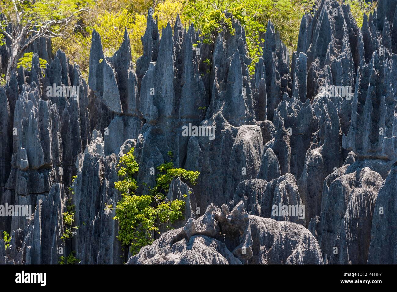 Karst landscape, Tsingy du Bemaraha National Park, Unesco World ...