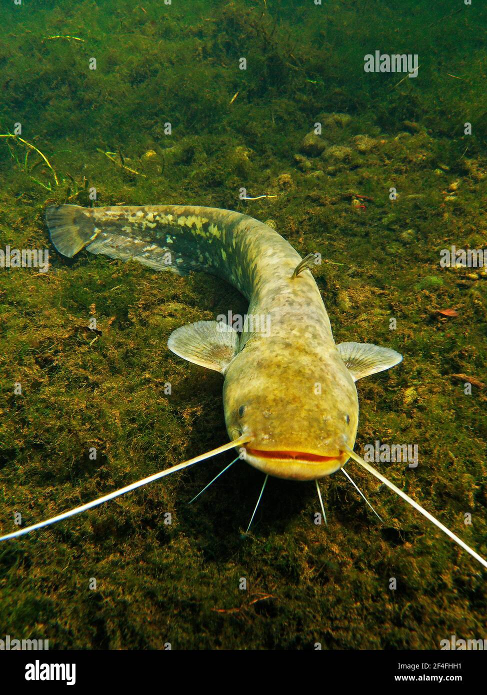 Wels catfish underwater hi-res stock photography and images - Alamy