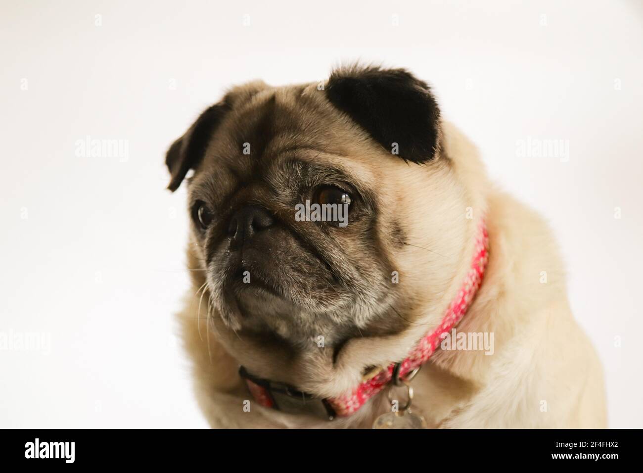 Loving pug hi-res stock photography and images - Alamy