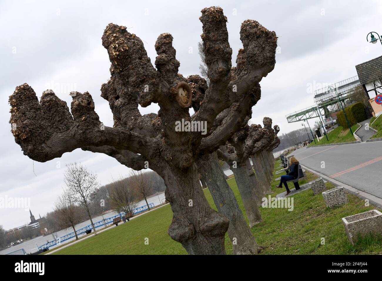 Pollarded lime trees hi-res stock photography and images - Alamy