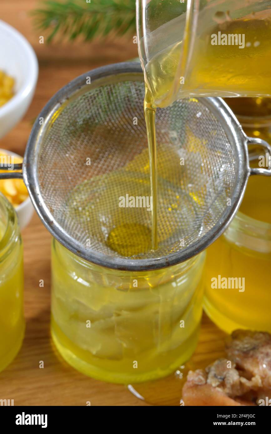 Production of spruce resin ointment (Picea abies Stock Photo - Alamy