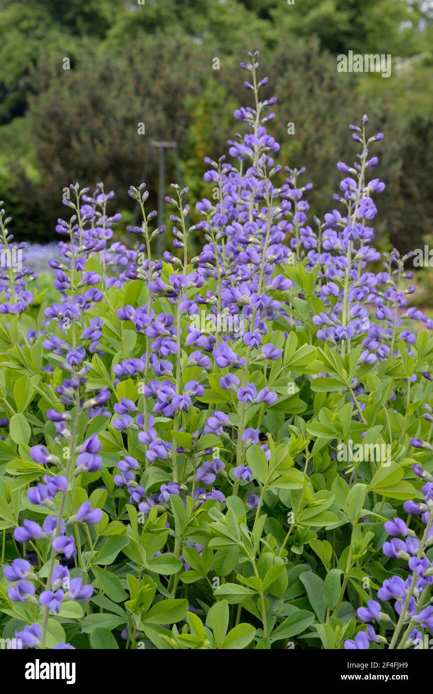 Blue wild indigo, blue Blue wild indigo (Baptisia australis Stock Photo ...