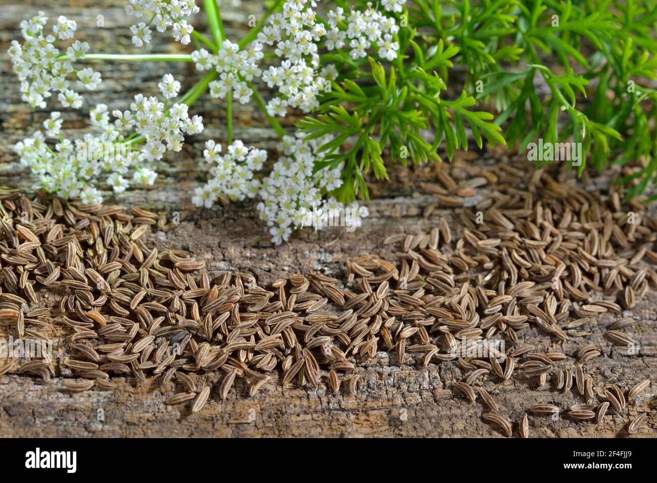 Caraway (Carum carvi), Meridian fennel, Persian cumin Stock Photo - Alamy